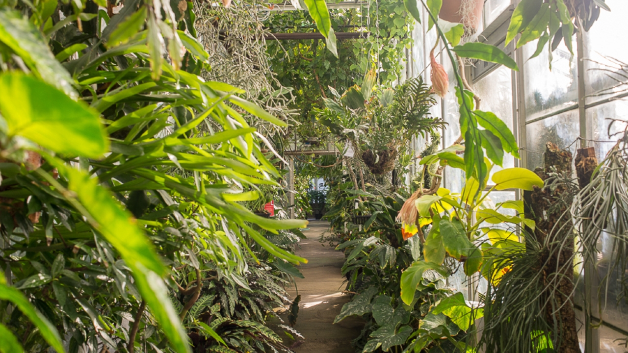 Botanical Conservatory Friday Tour | One Aggie Network